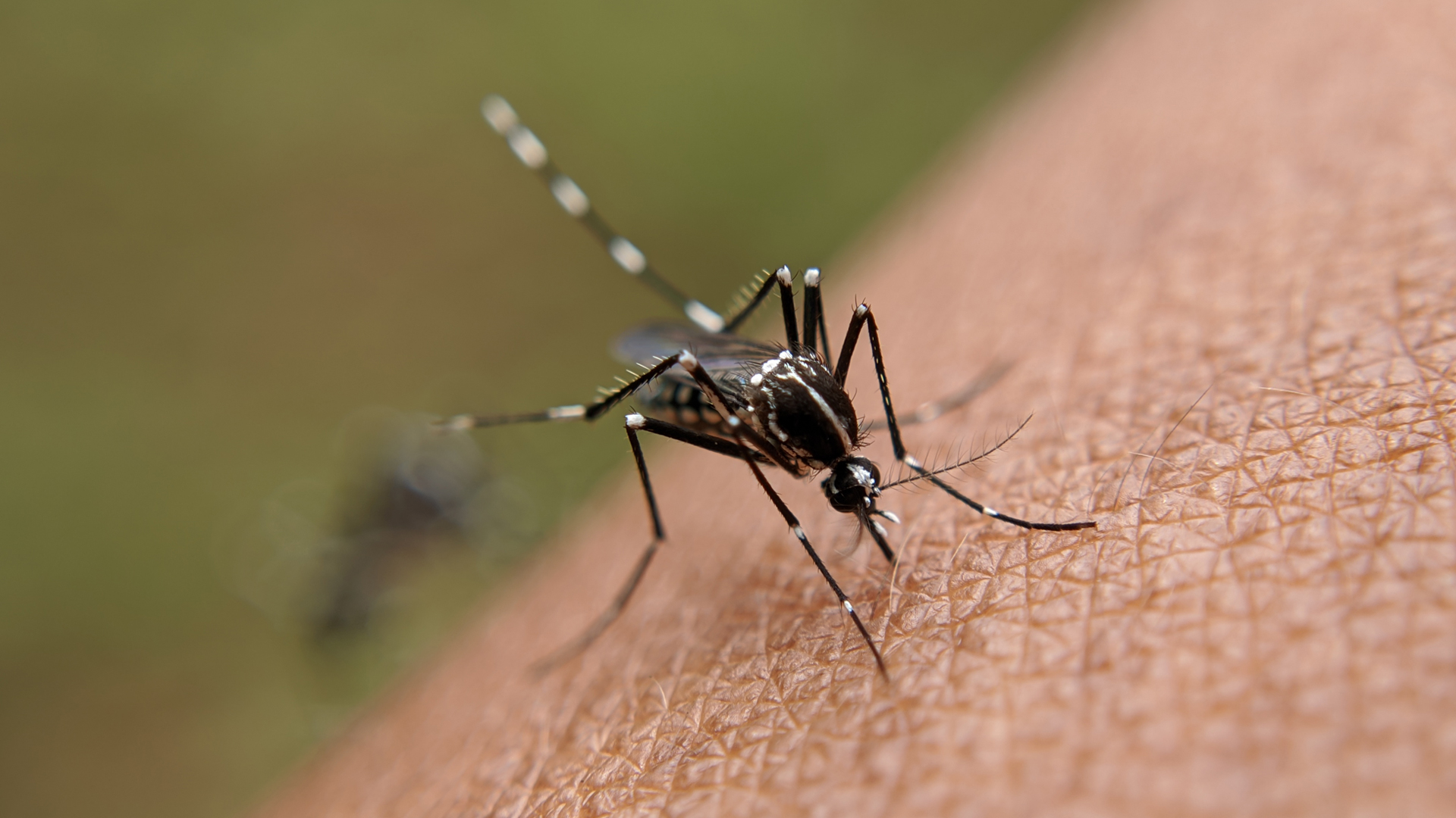 Dengue: Prevención, Diagnóstico y Tratamiento Integral - Clínica Anglo ...